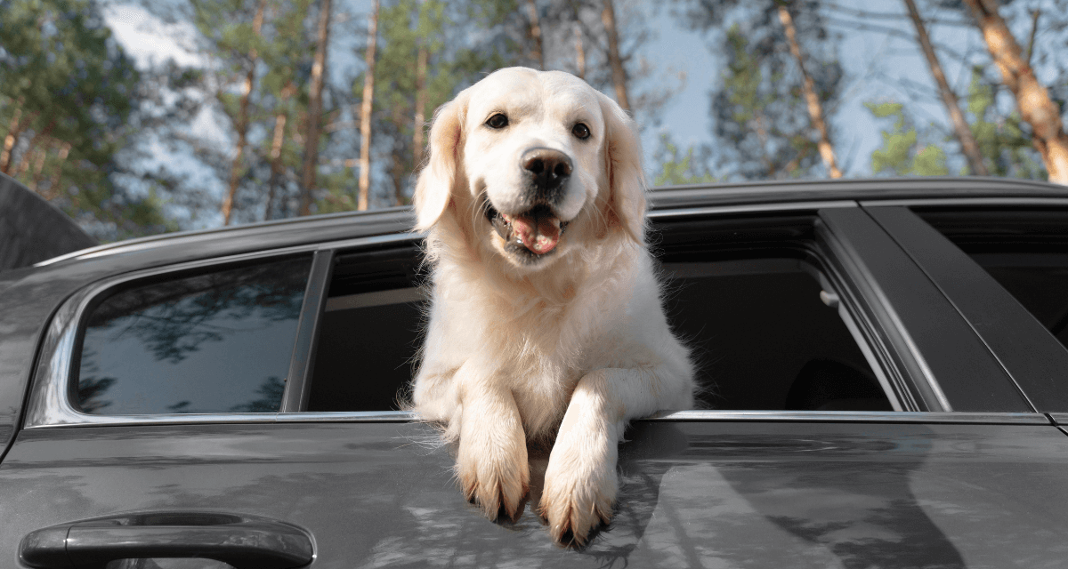 С куче на плаж - Pet Friendly плажове в България | PetFriendly.bg